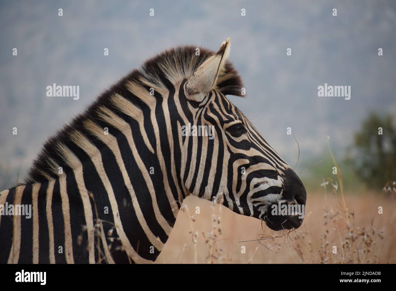 Quagga like zebra hi-res stock photography and images - Alamy