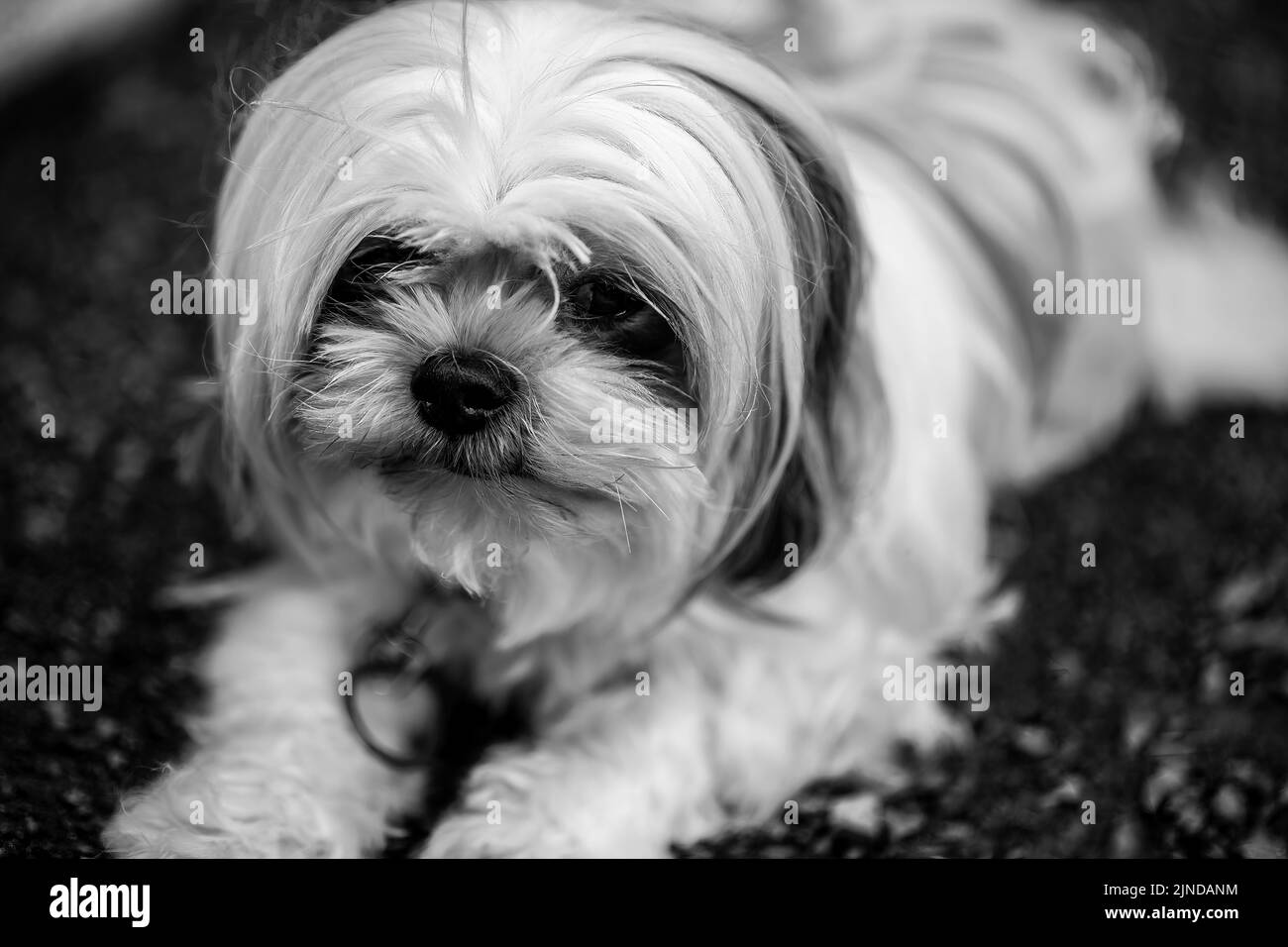 Pet rock Black and White Stock Photos & Images - Alamy