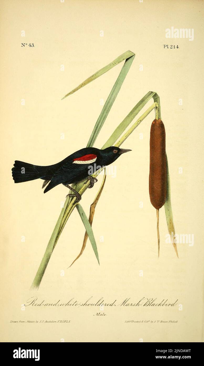 The birds of America (Pl. 214) (8576522533 Stock Photo - Alamy