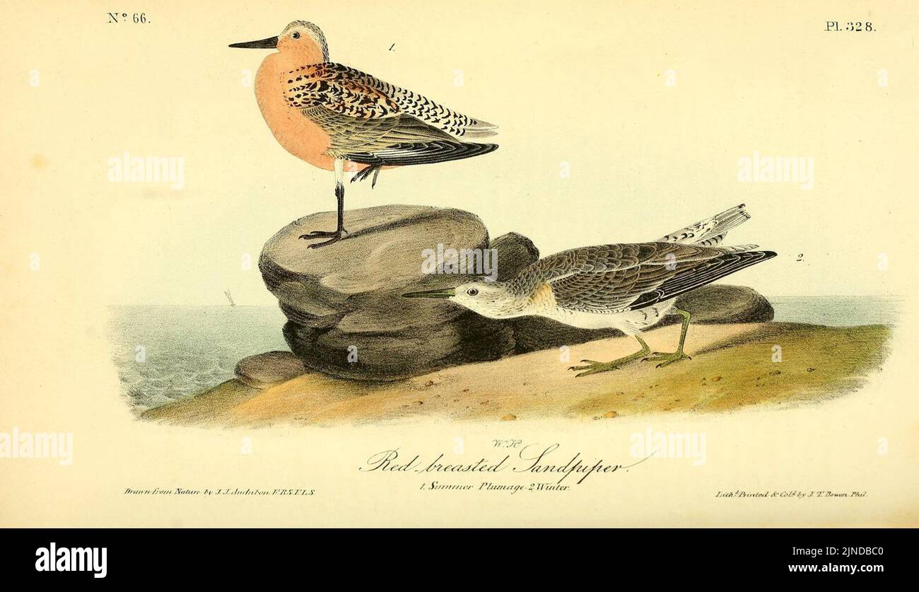 The birds of America (Pl. 328) (8589059473 Stock Photo - Alamy