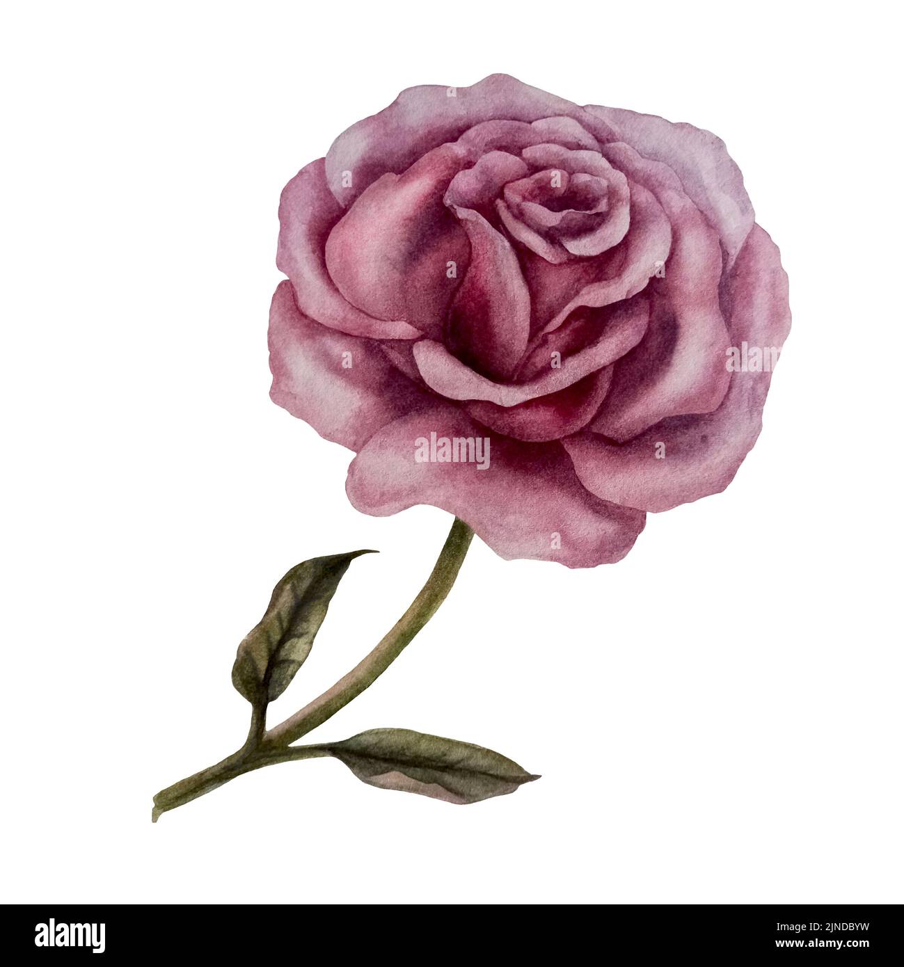 Watercolor botanical pink roses for Valentine's Day, wedding, mother's ...