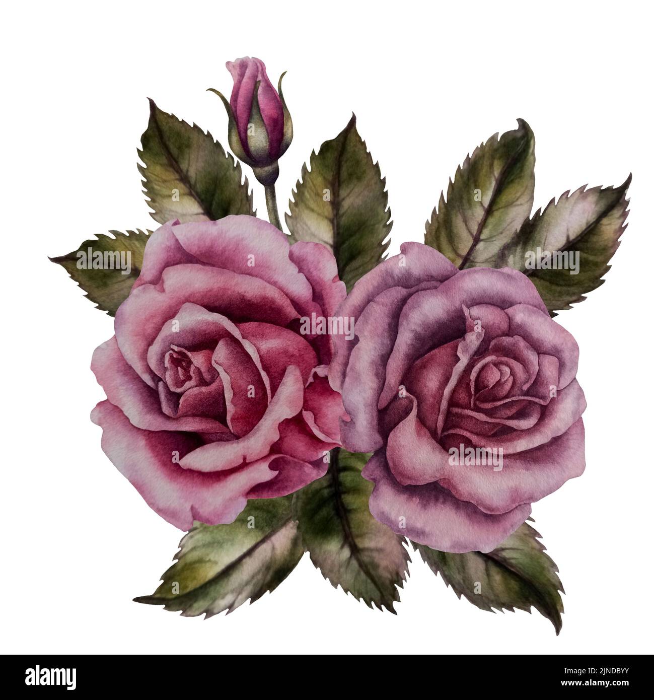 Watercolor botanical pink roses for Valentine's Day, wedding, mother's ...