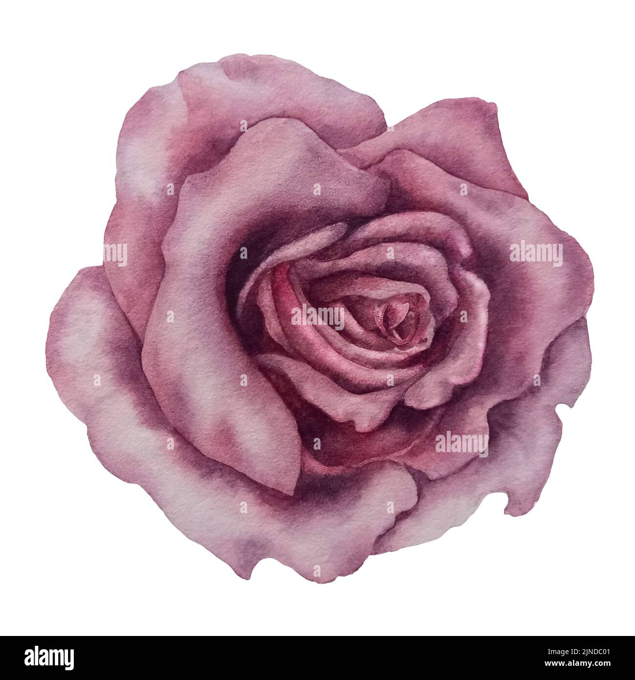 Watercolor botanical pink roses for Valentine's Day, wedding, mother's ...