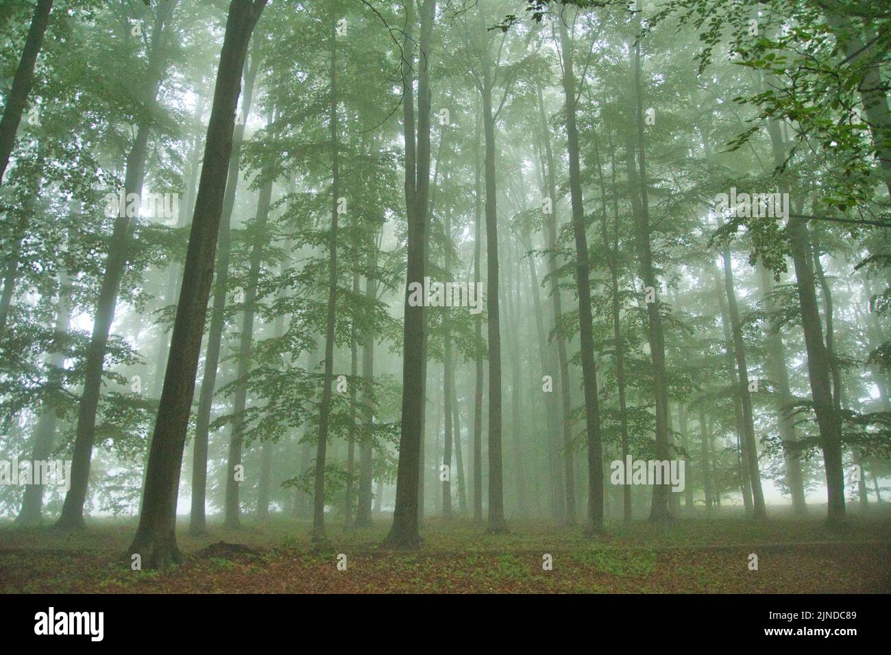 Mystical forest of Thuringia near Bad Liebenstein in Germany Stock ...
