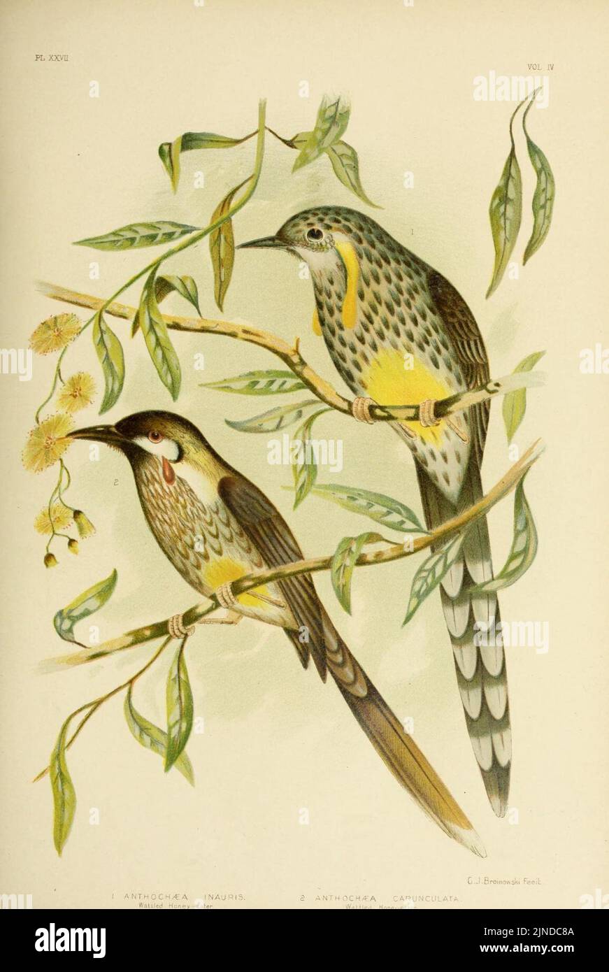 The birds of Australia (16732262369 Stock Photo - Alamy