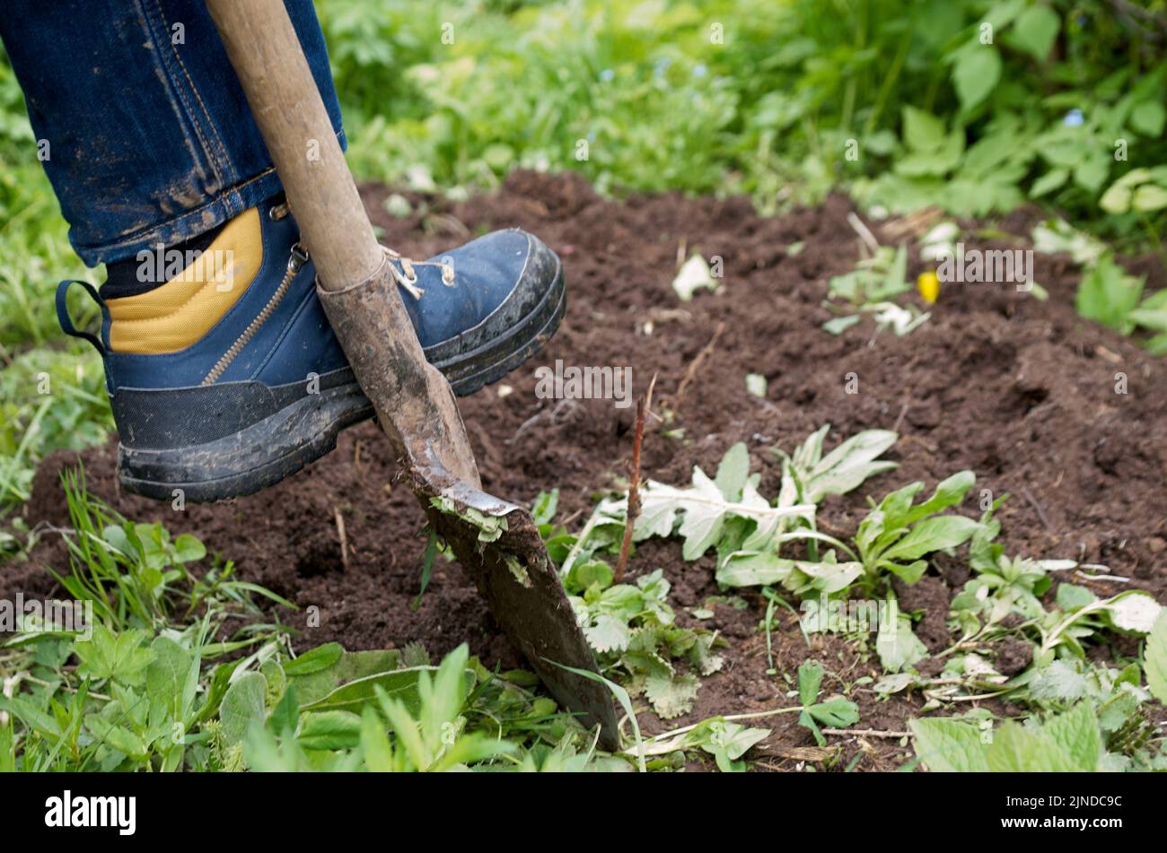 Human hands with shovel digging garden bed or farm. Farming, gardening ...