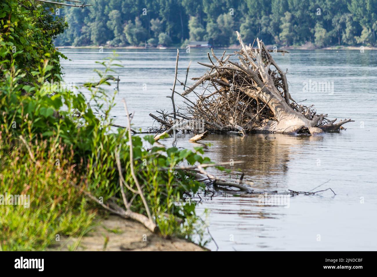 Coast of a river tree hi-res stock photography and images - Alamy