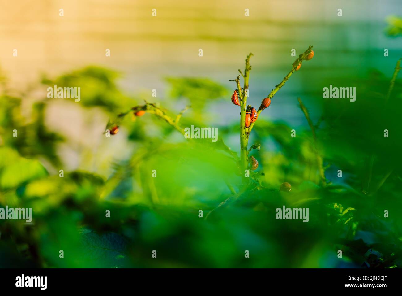 Red larvae of the Colorado potato beetle ate a potato plant. Colorado ...
