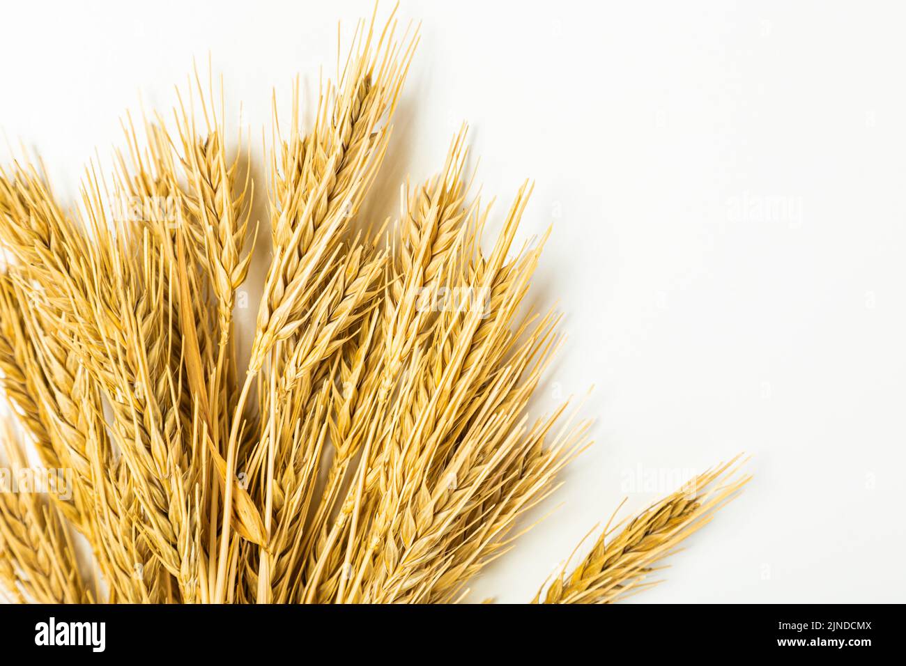 Seeds of ripe wheat on a white background. A whole crop of wheat germ ...