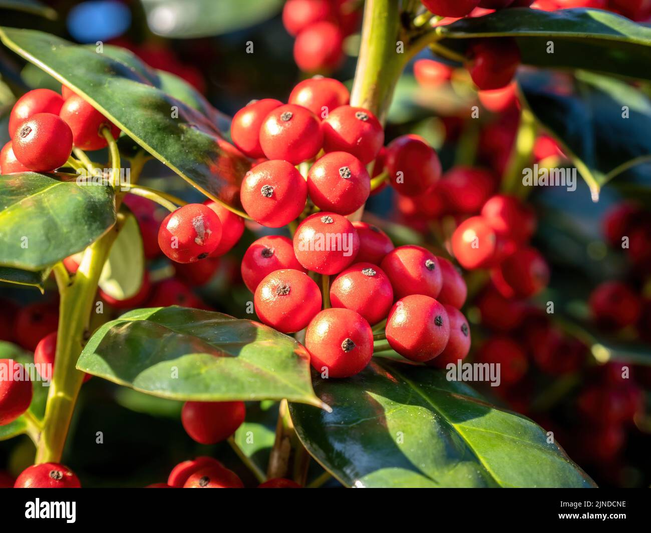Chinese holly hi-res stock photography and images - Alamy