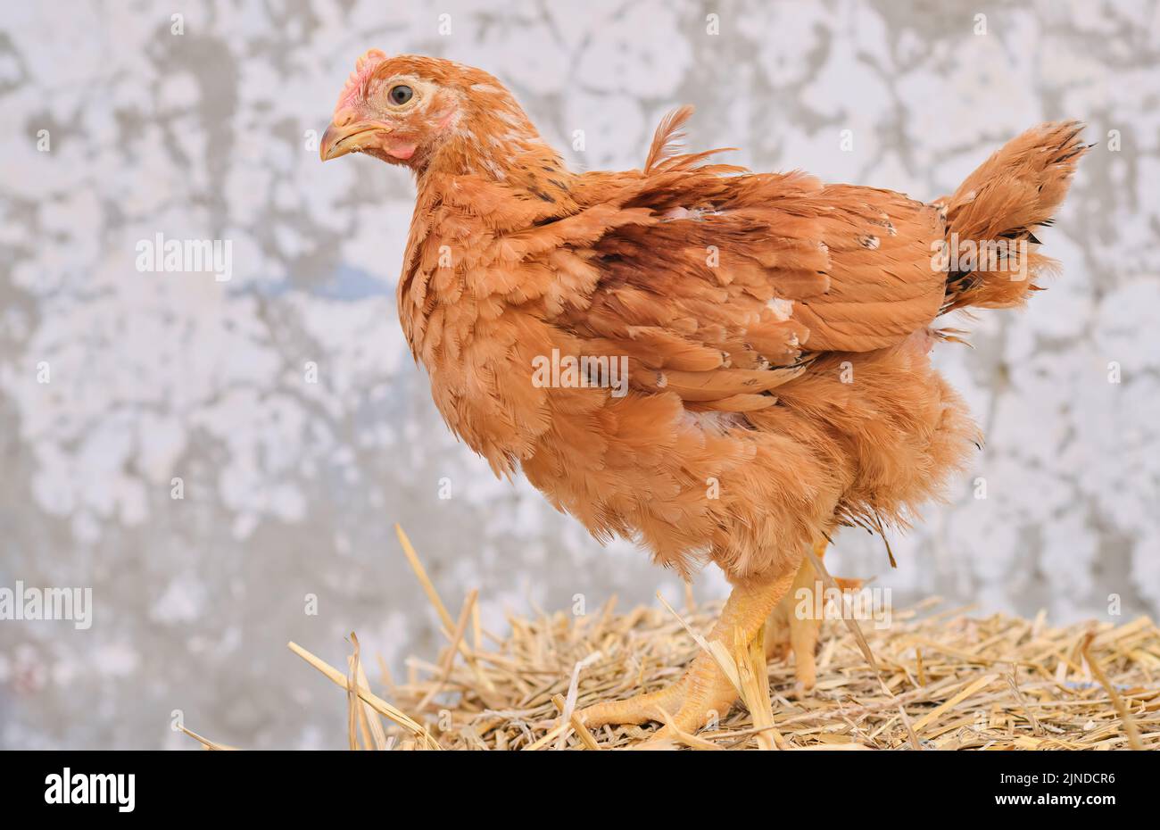 red young chicken poultry standing straw bale in front white concrete ...