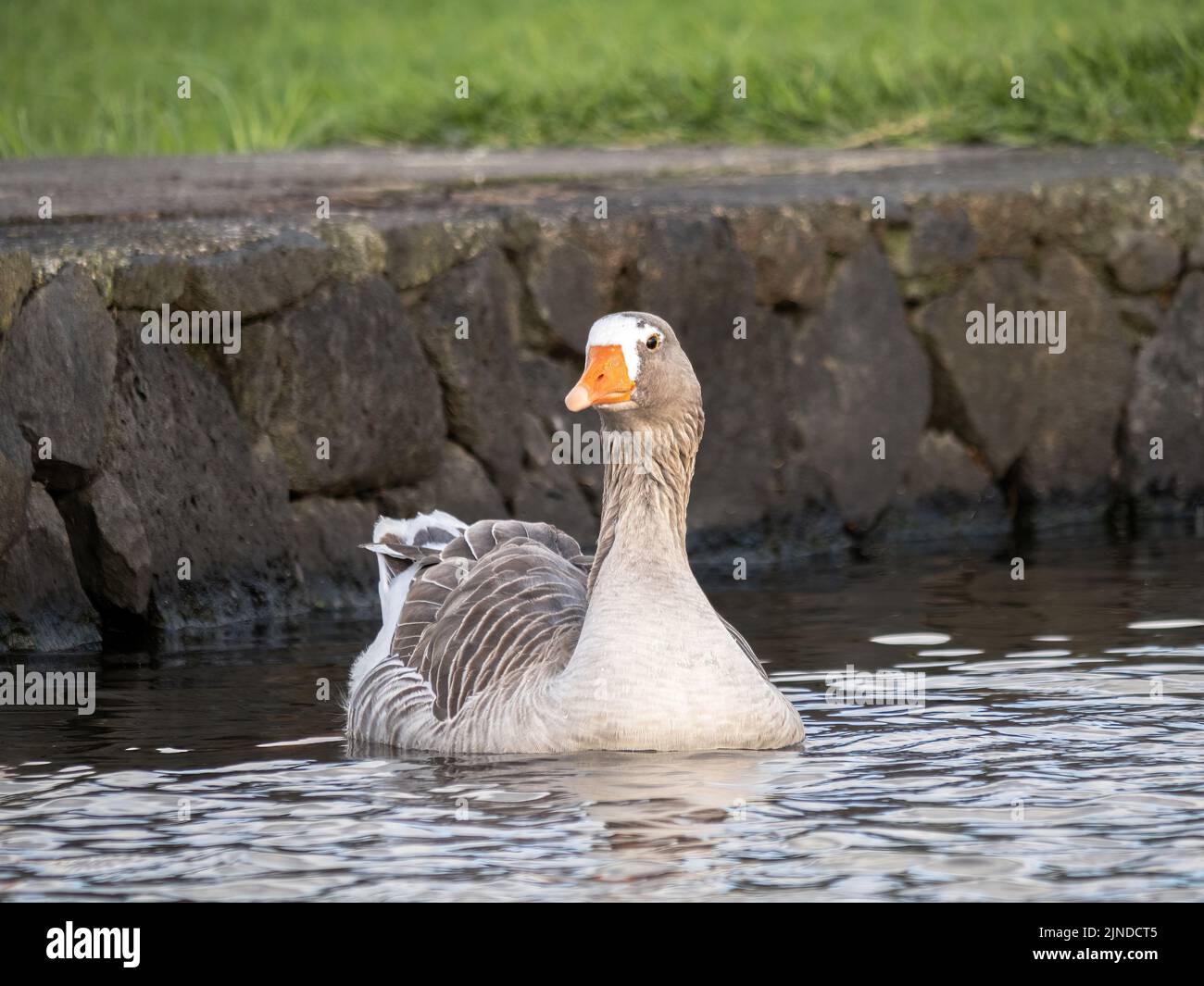 Open water swimming nz hi-res stock photography and images - Alamy