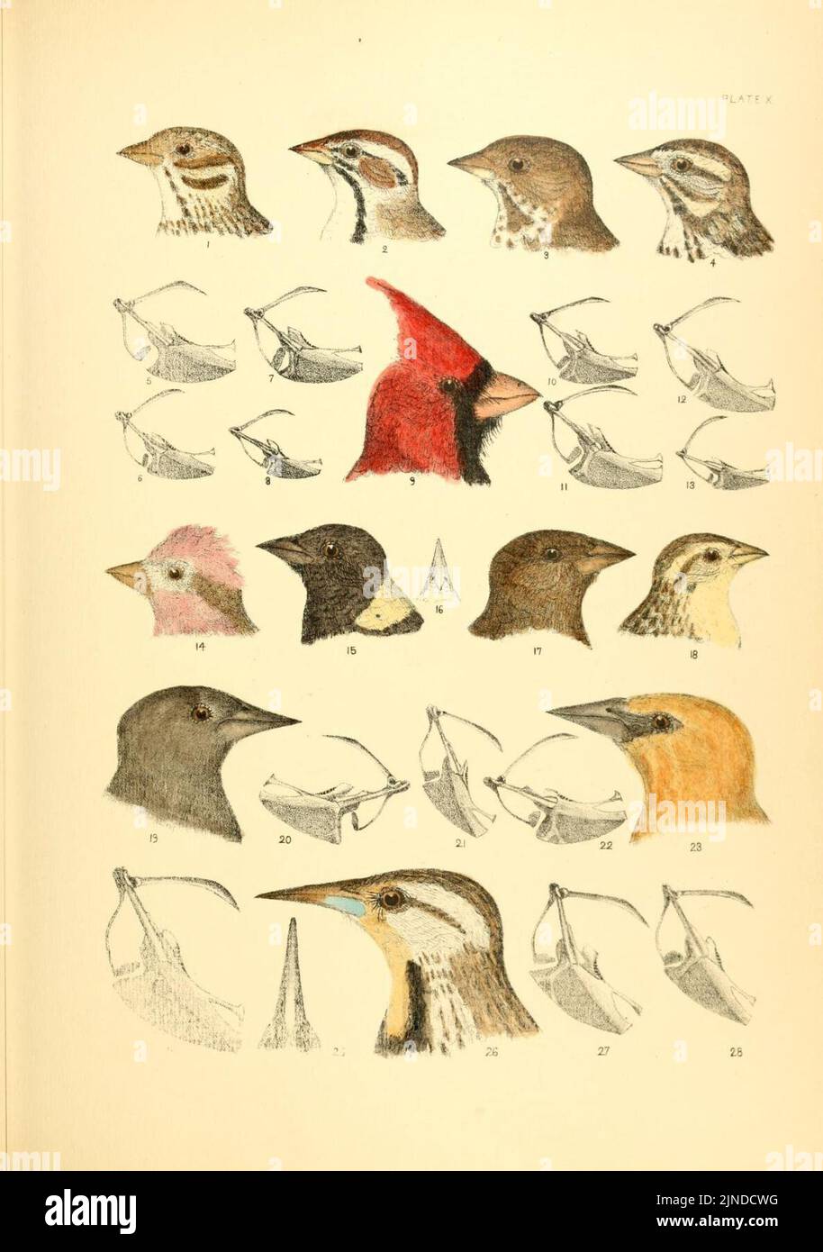 The birds of eastern North America (Plate X) (7602993600 Stock Photo ...