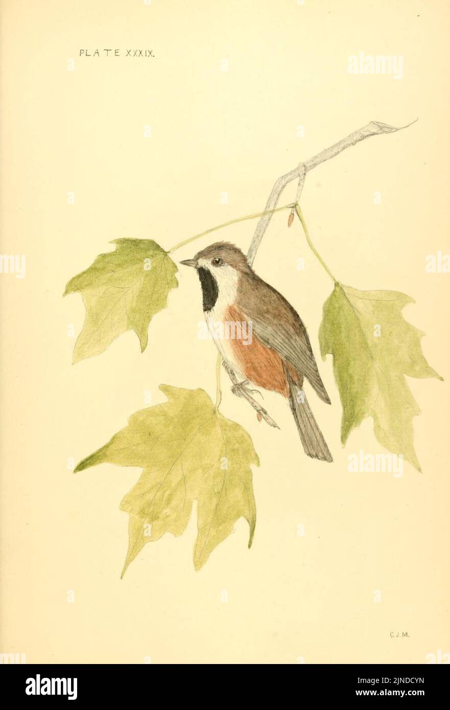 Birds of eastern north america hi-res stock photography and images - Alamy