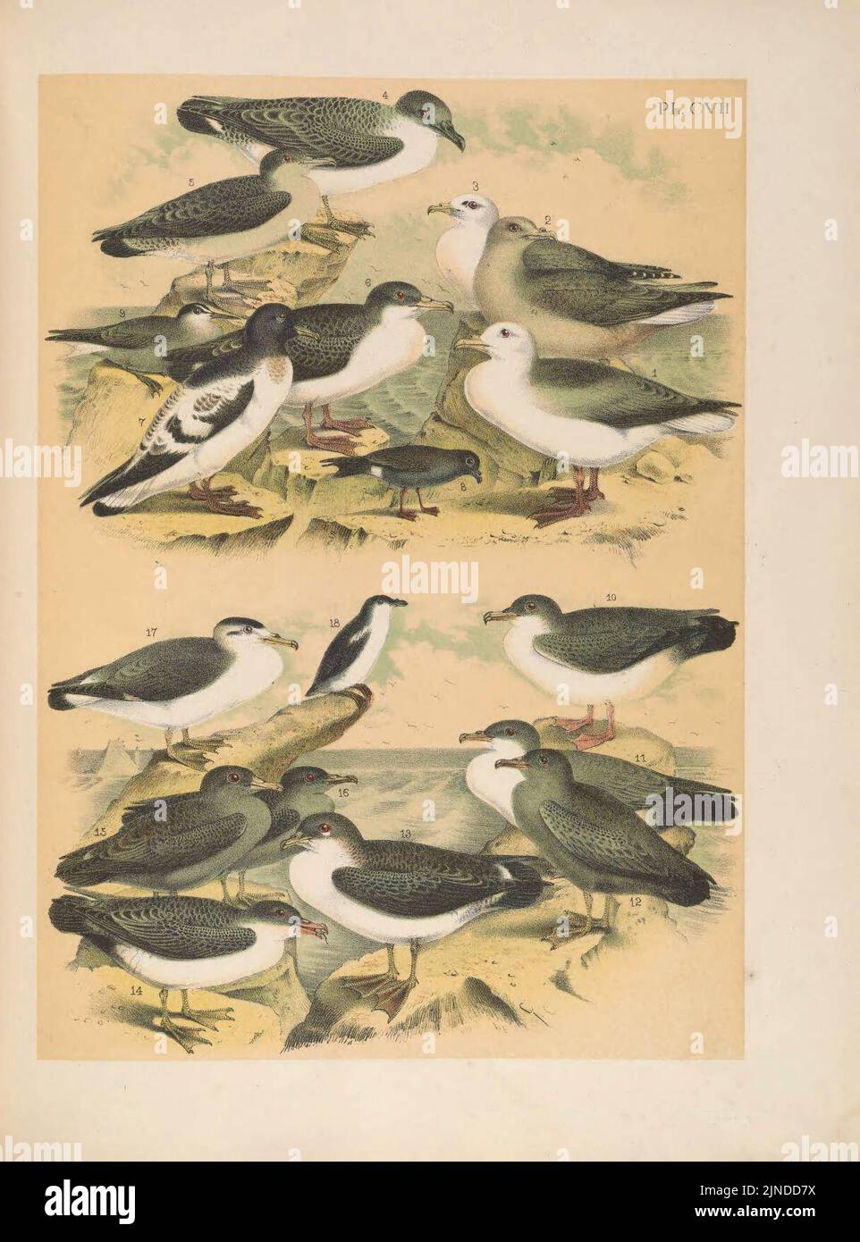The birds of North America (PL. CVII) (6022163657 Stock Photo - Alamy