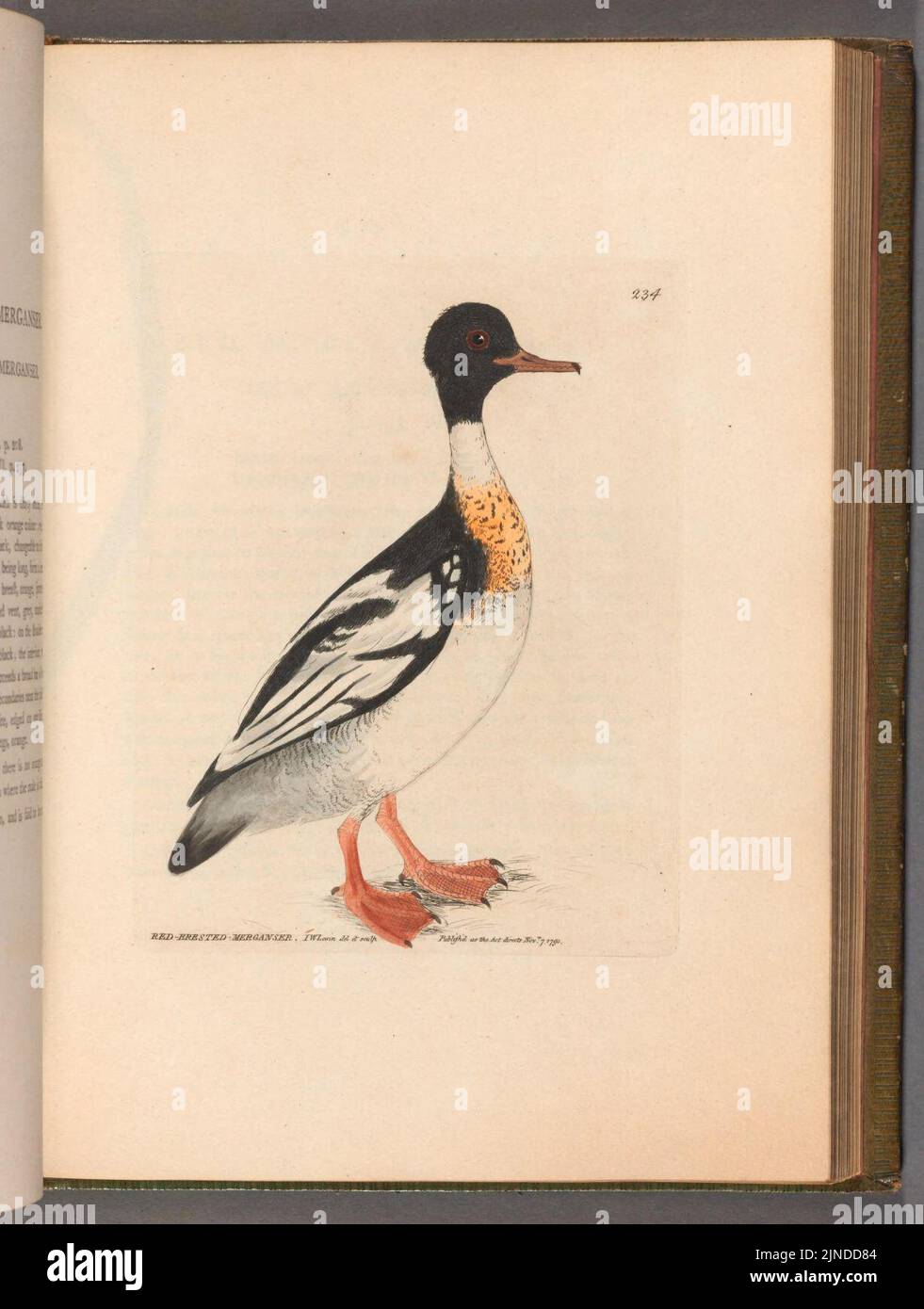 The birds of Great Britain (Page 234 Stock Photo - Alamy