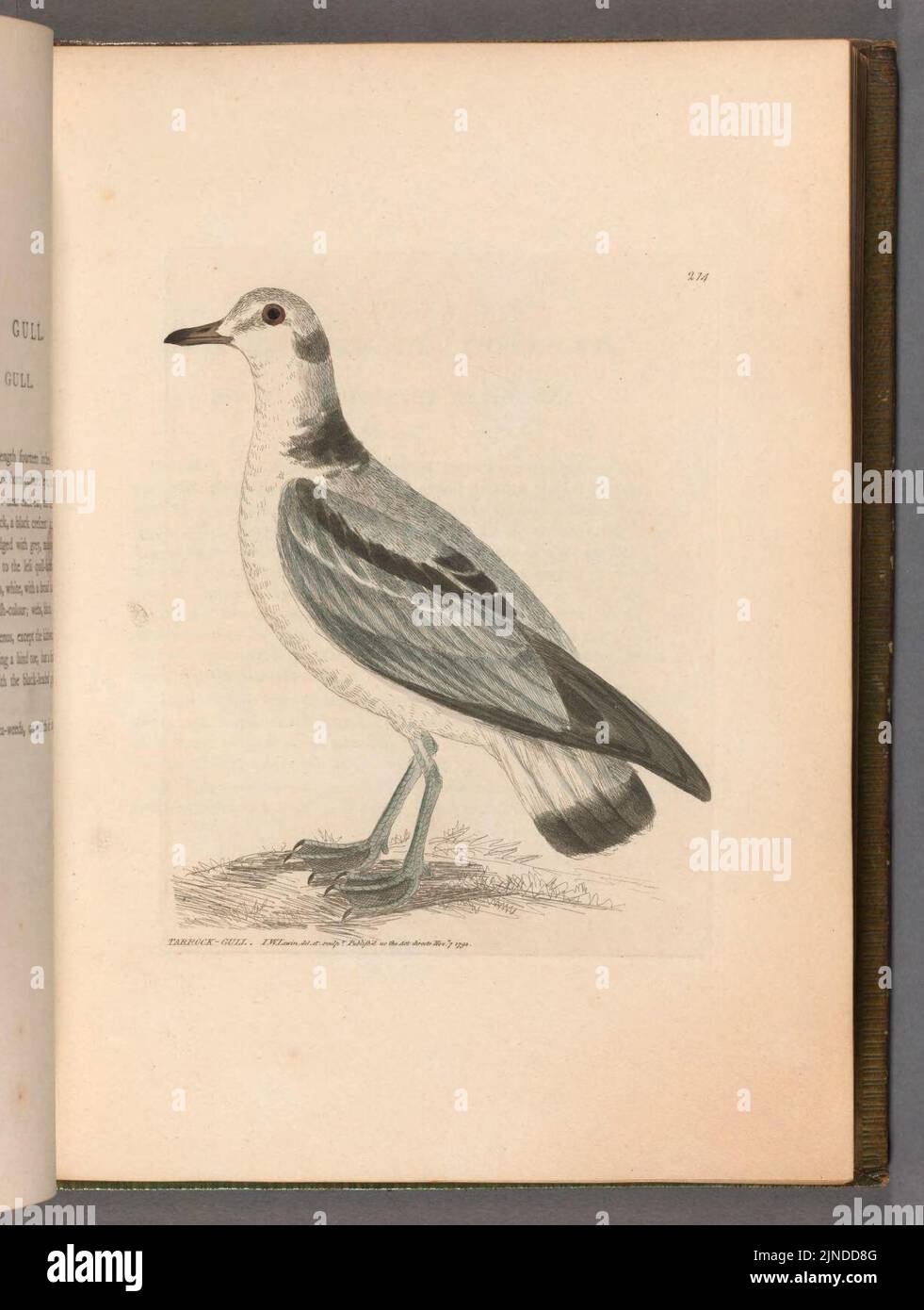 The birds of Great Britain (Page 214 Stock Photo - Alamy