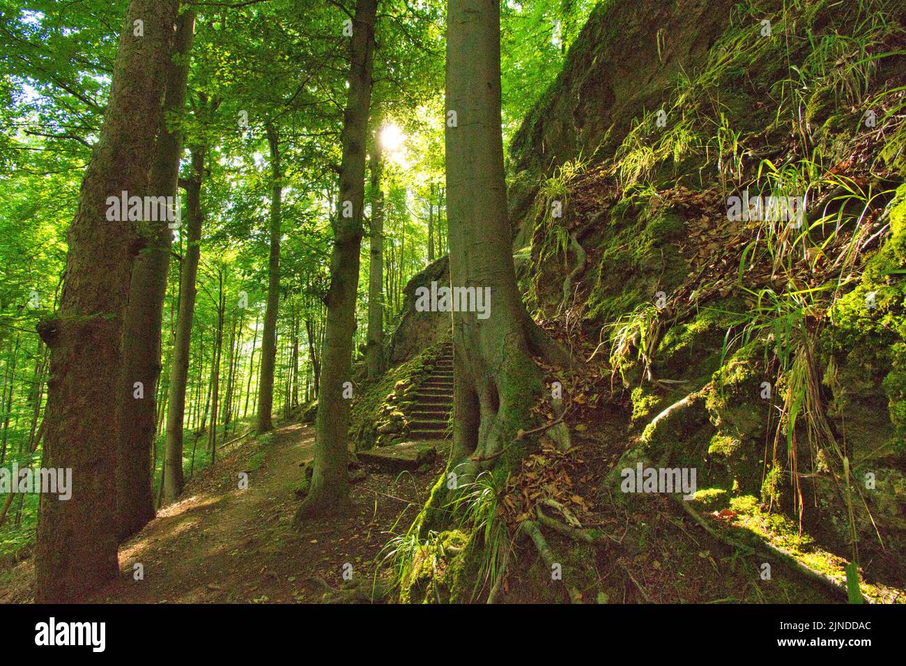 the forest of Thuringia near Bad Liebenstein in Germany Stock Photo - Alamy
