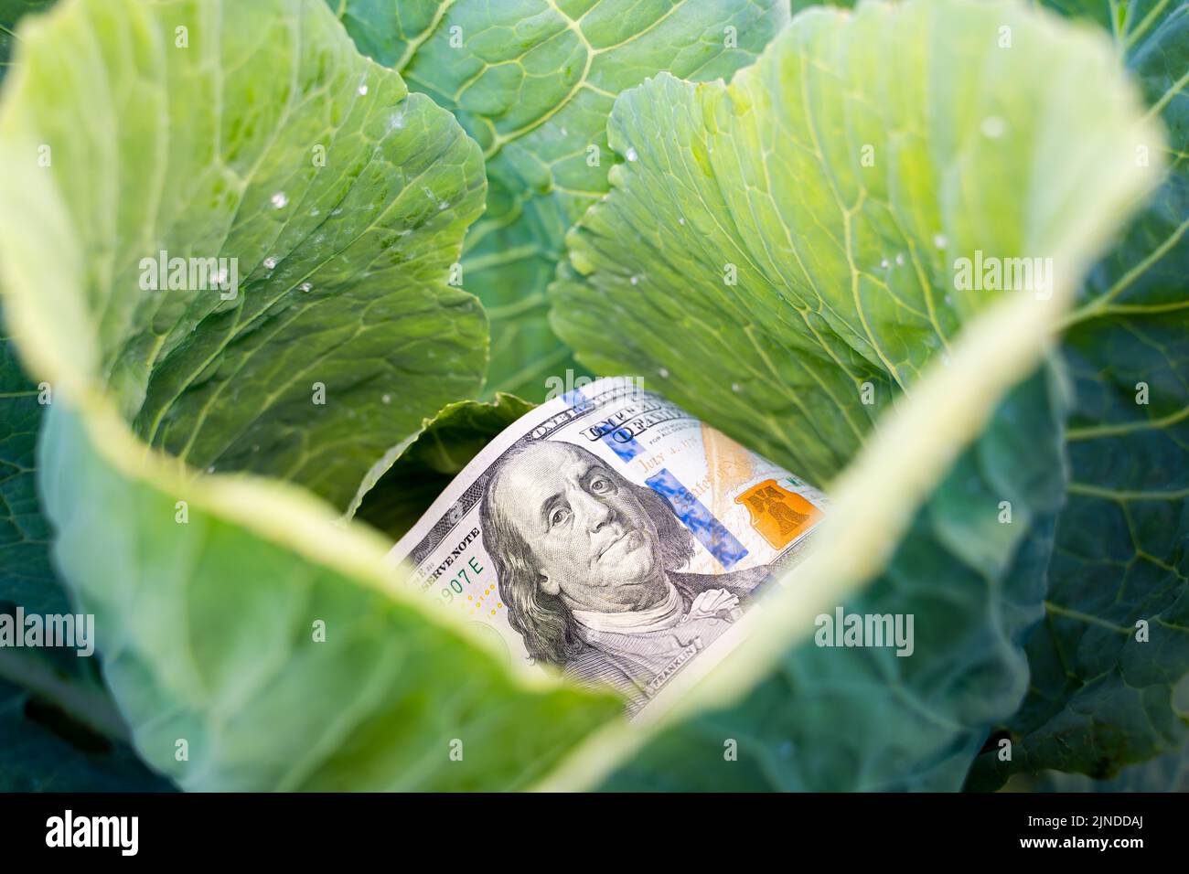 One hundred dollar bill on a growing white cabbage in a garden bed ...