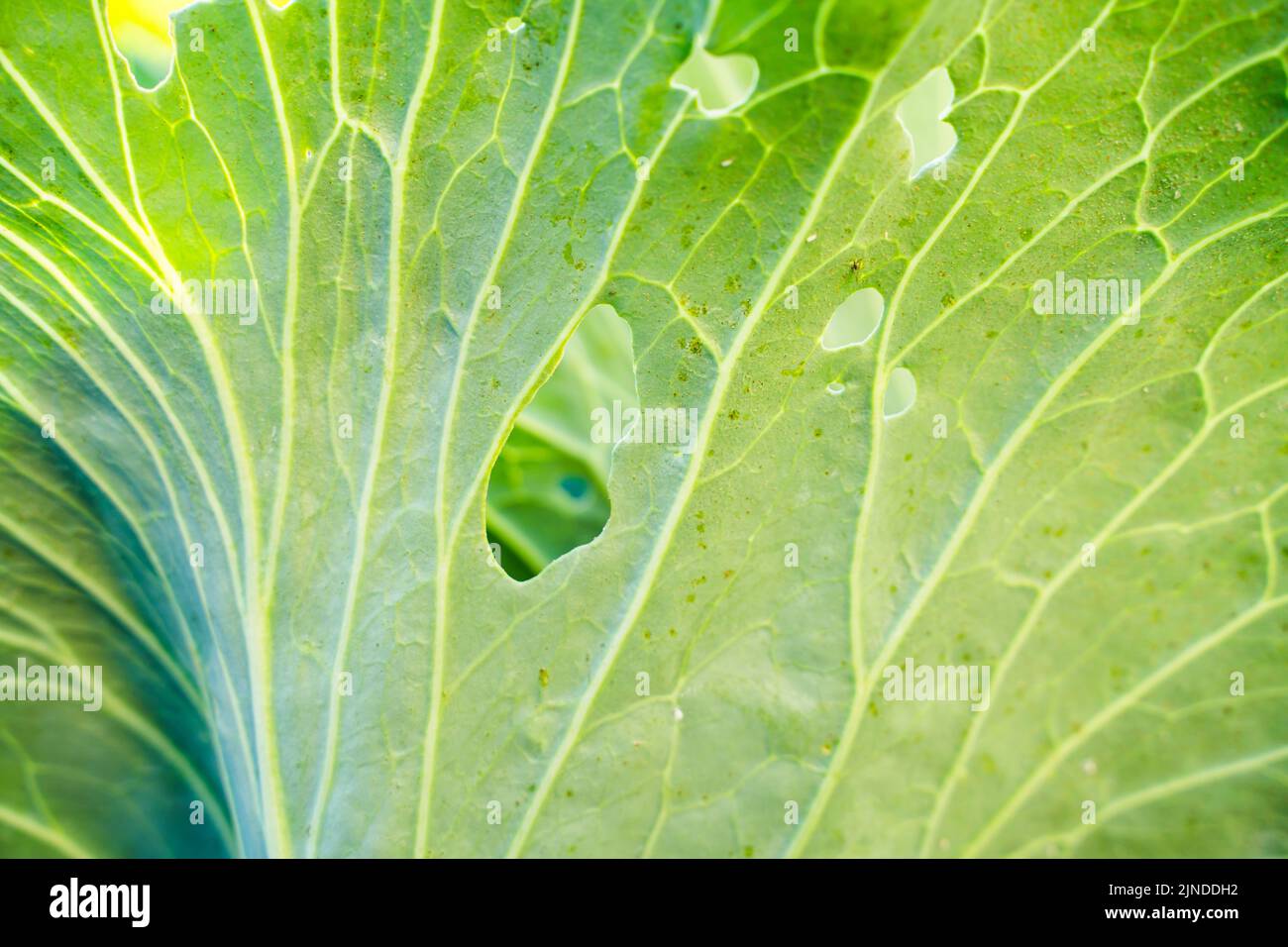 A leaf of a growing white cabbage is infested with whiteflies close-up ...