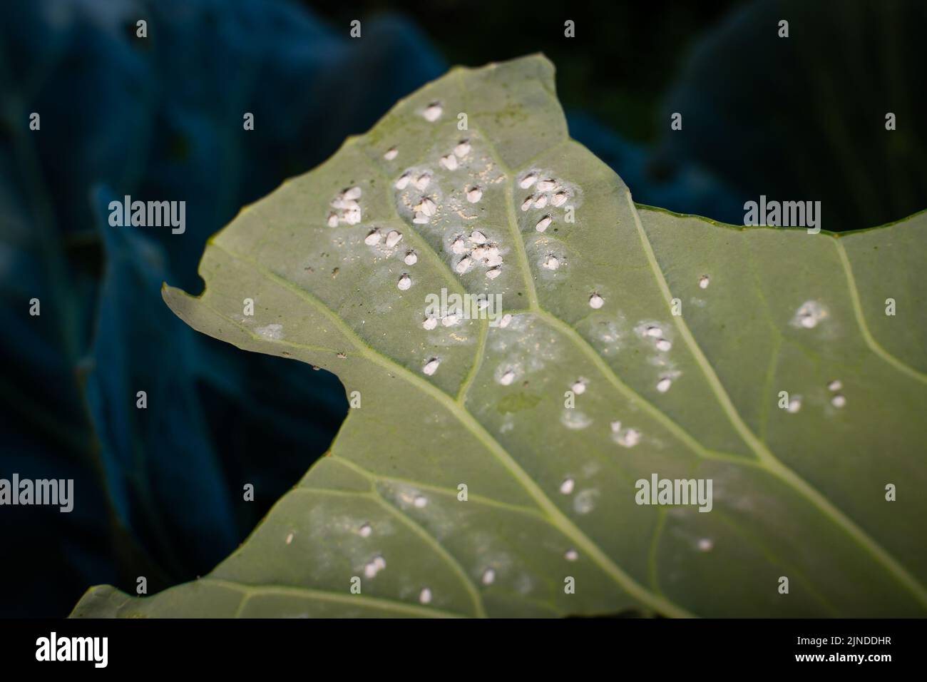 A leaf of a growing white cabbage is infested with whiteflies close-up ...
