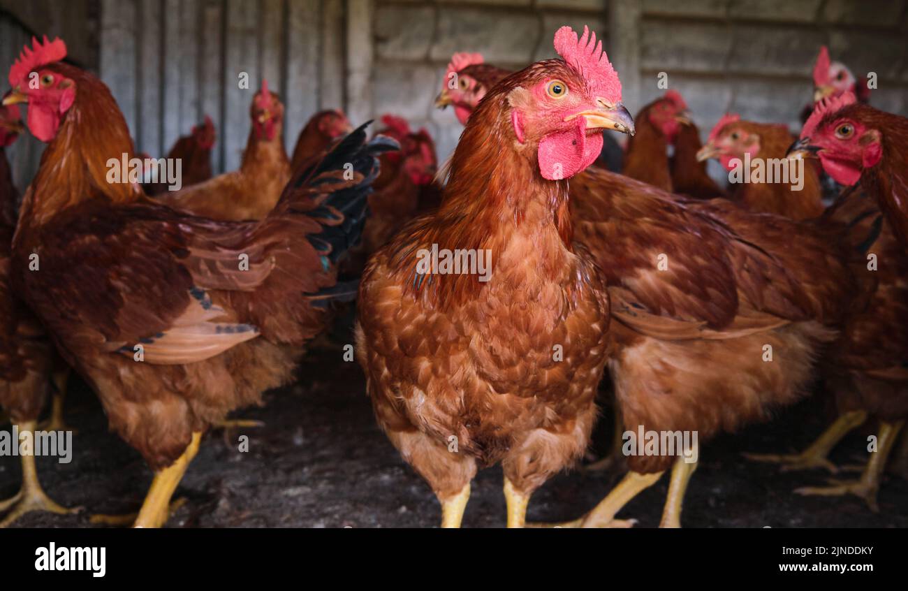 Cockerel bird crown hen hi-res stock photography and images - Alamy
