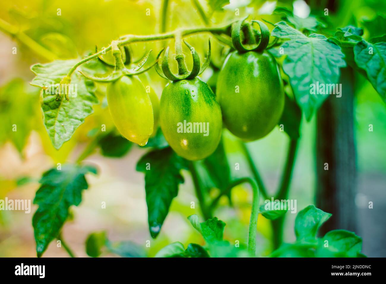 Green unripe tomatoes in drops grow close-up on a garden bed Stock ...