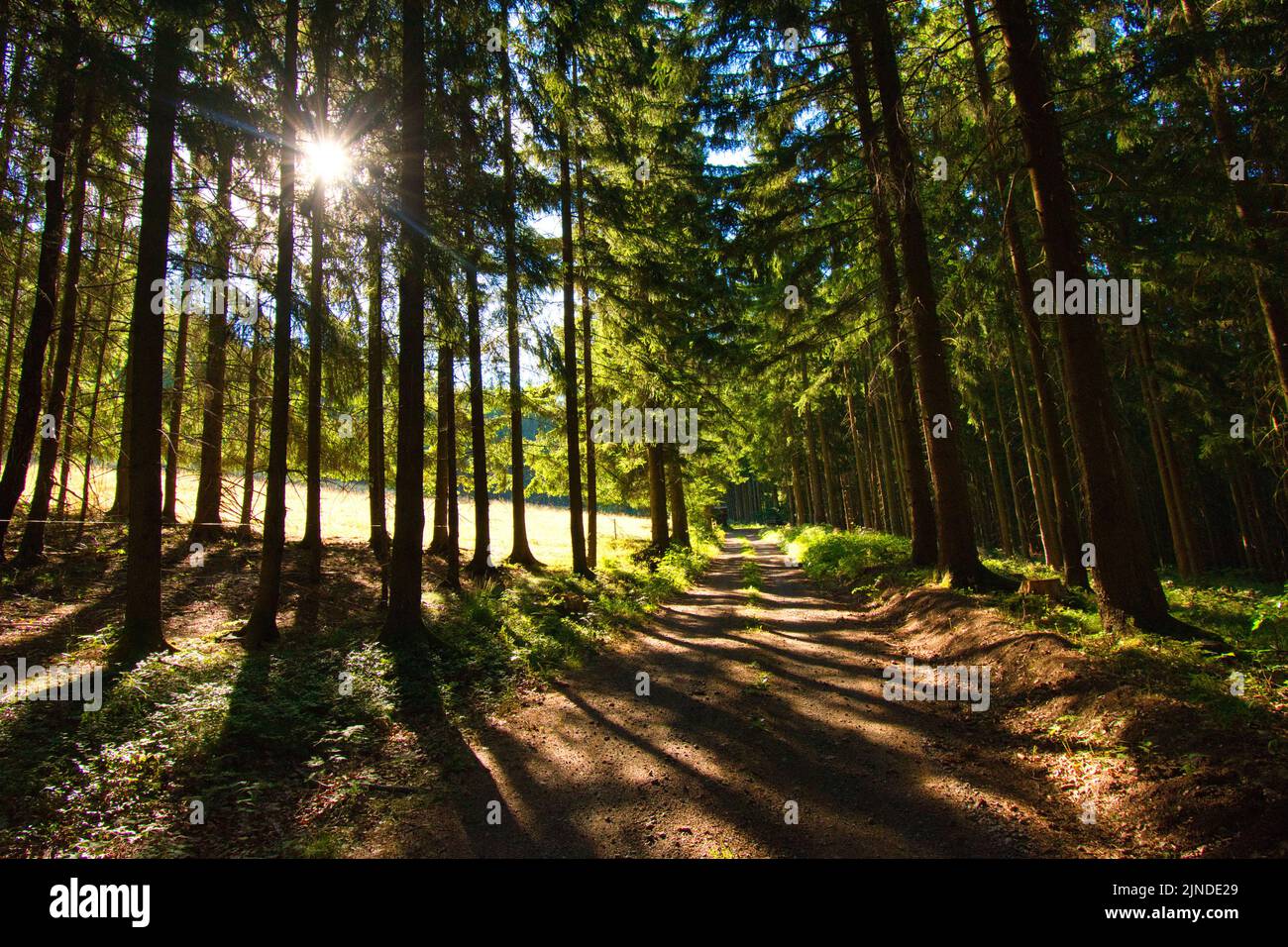 the forest of Thuringia near Bad Liebenstein in Germany Stock Photo - Alamy