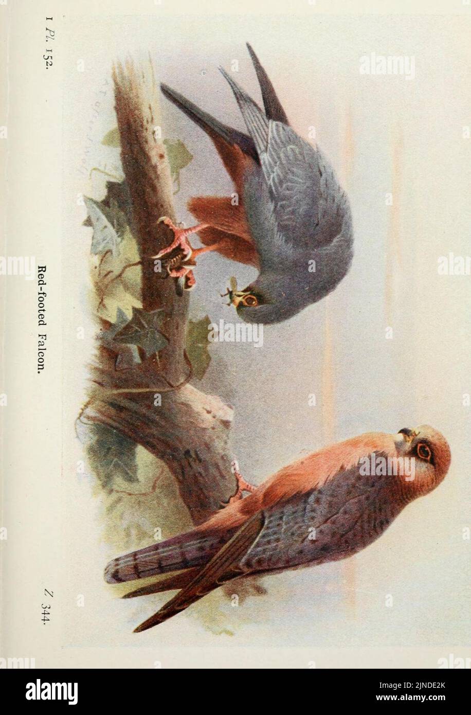 The birds of the British Isles and their eggs (Pl. 152 Stock Photo - Alamy