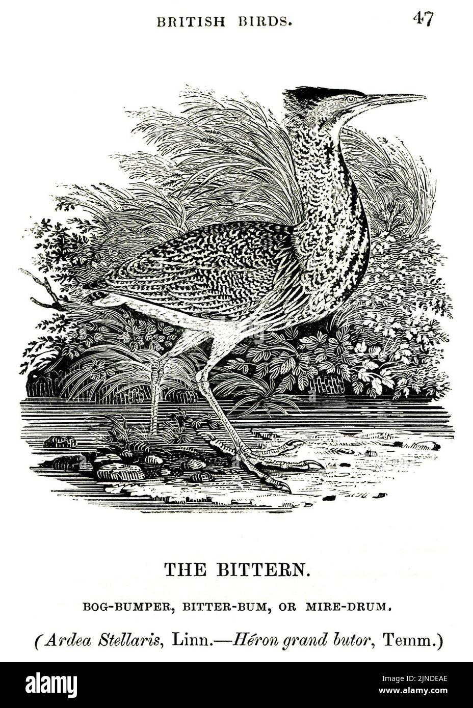 The Bittern Thomas Bewick 1804 Stock Photo - Alamy
