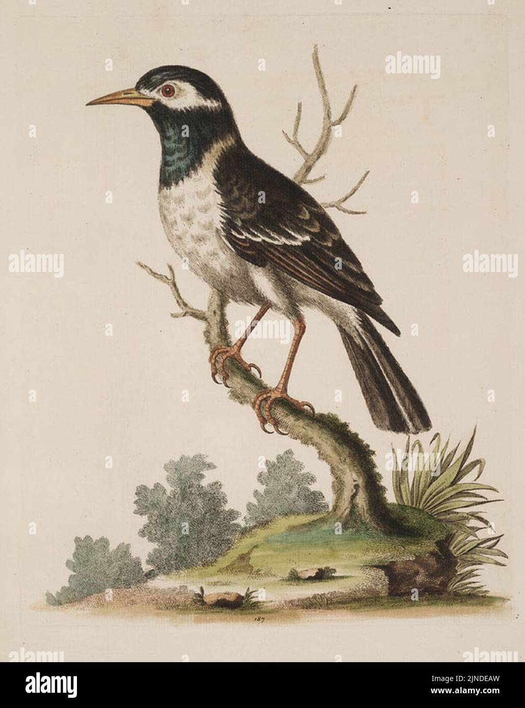 Black and white indian starling hi-res stock photography and images - Alamy