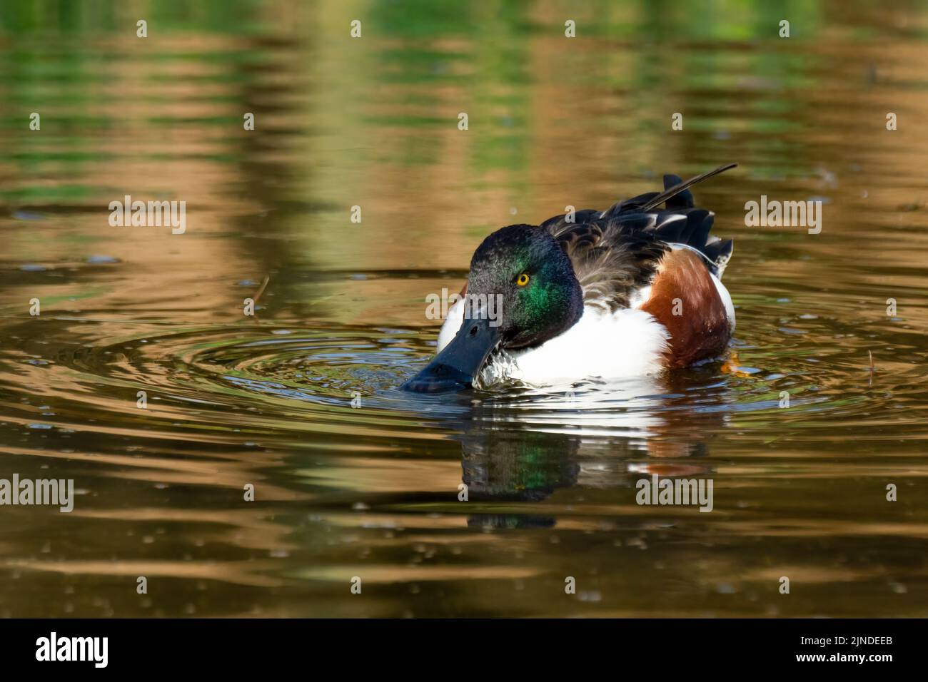 A closeup shot of a male Shoveller duck with its bill dipped into ...