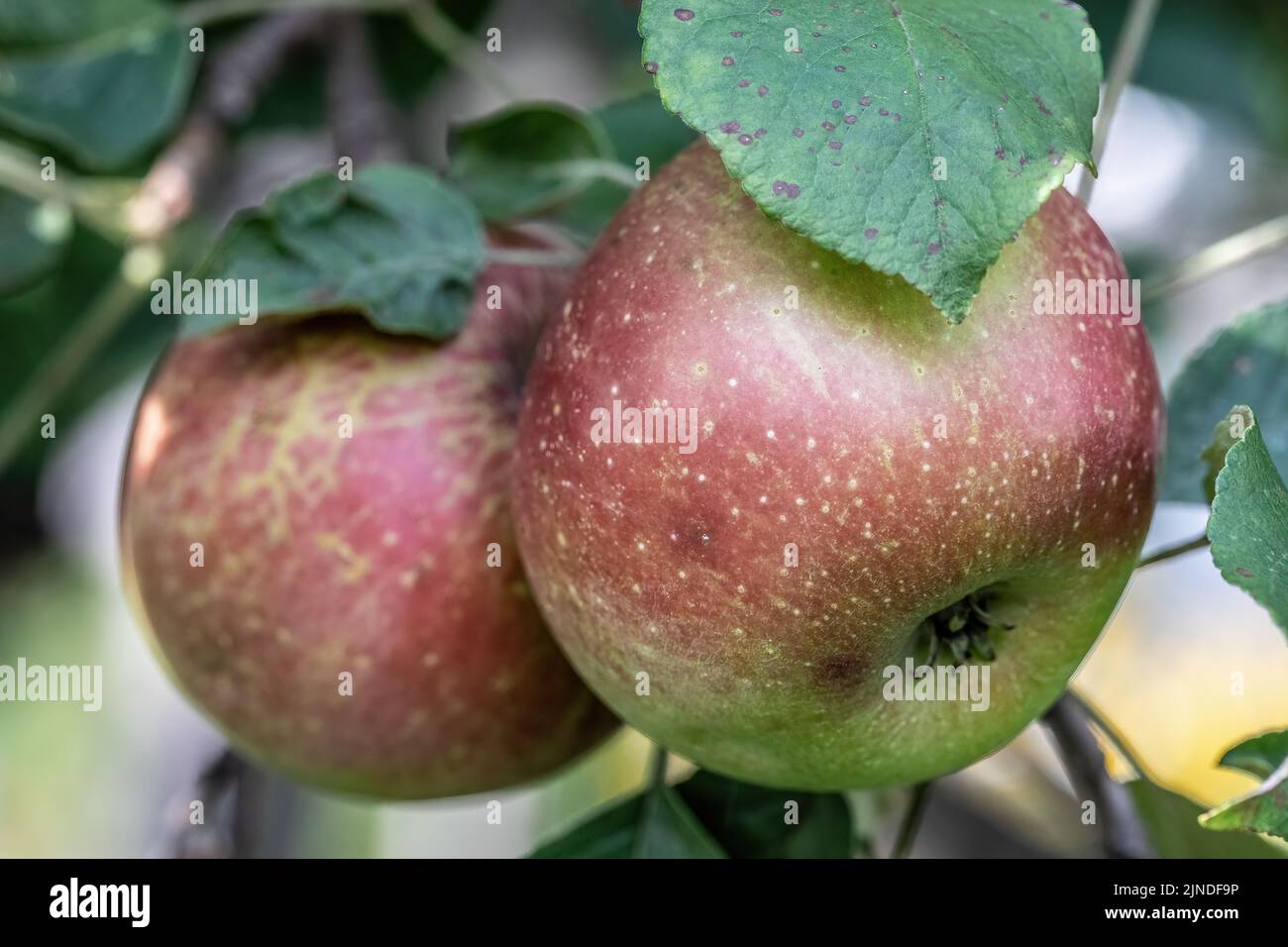 Two apples growing on branch hi-res stock photography and images - Alamy