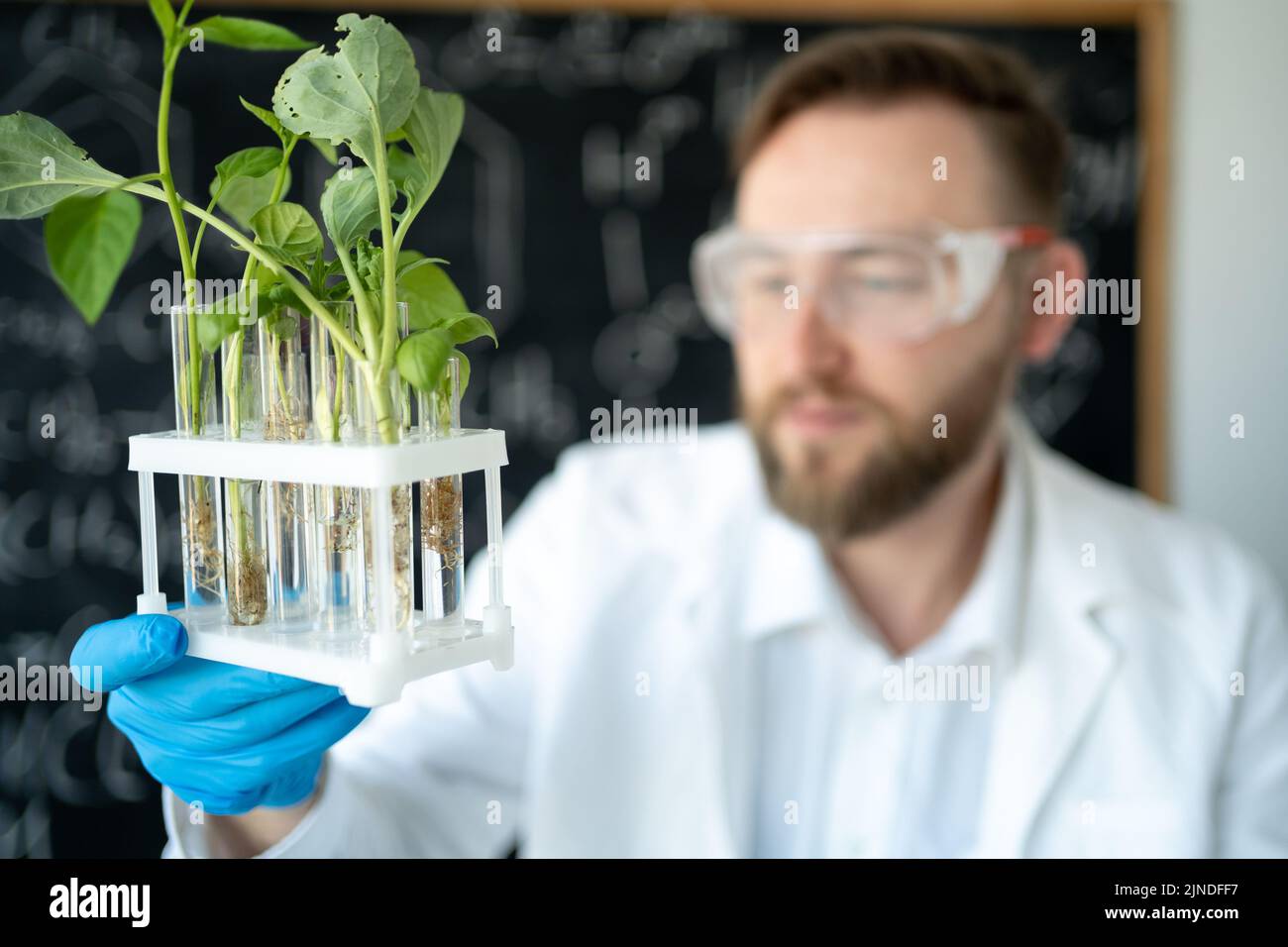 Handsome male microbiologist looking at a green plant in a test tube ...