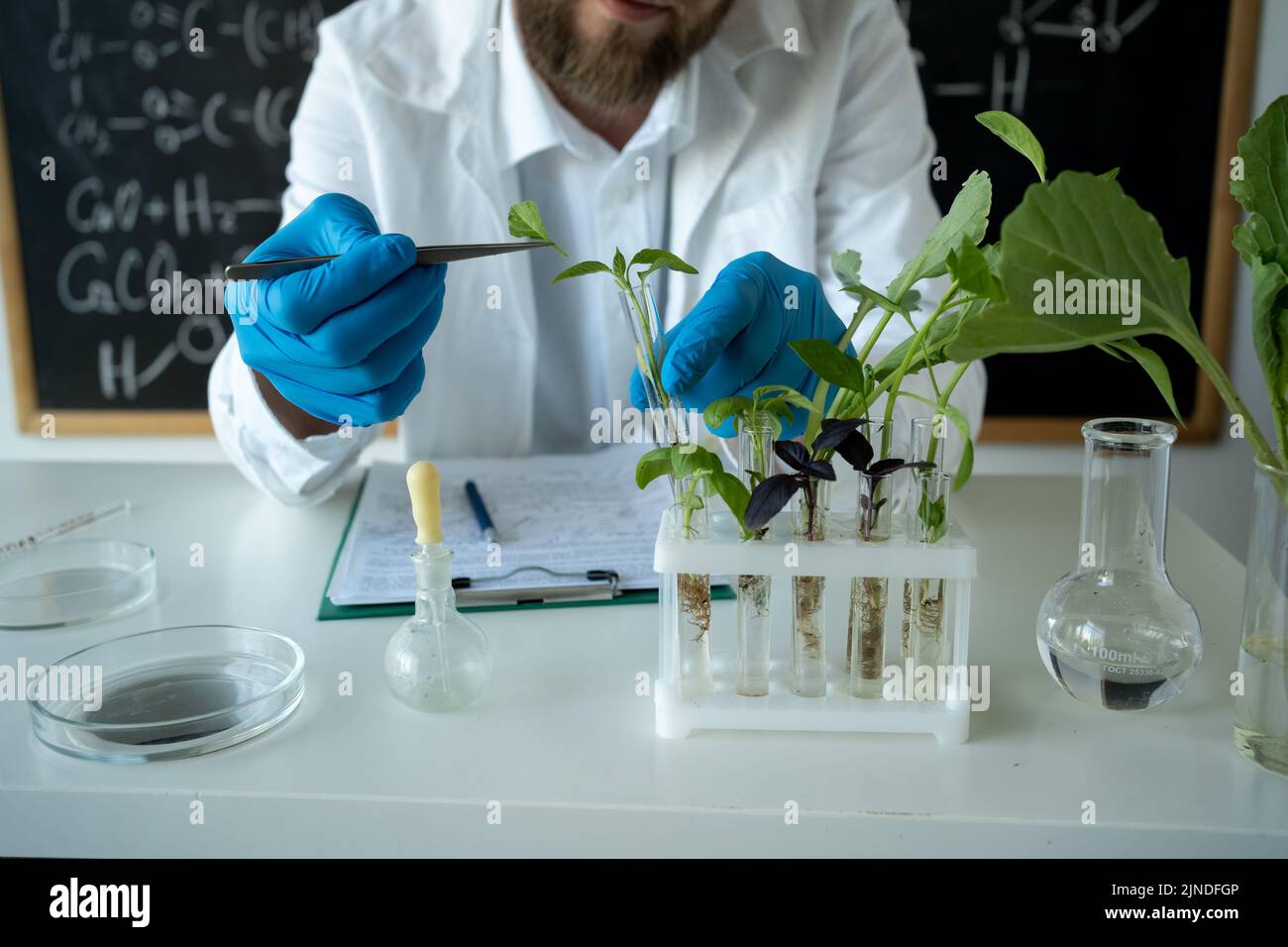 Male biochemist working in the lab on plants. Biotechnologist is ...
