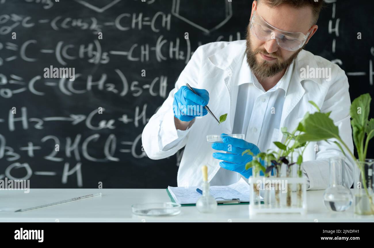 Handsome male microbiologist looking at a healthy green leaf sample ...