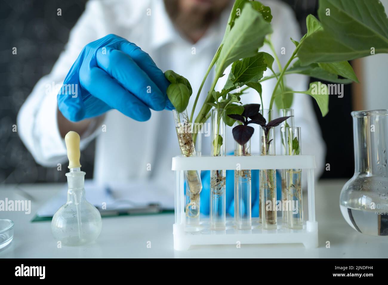 Close up of unrecognizable scientist working with test tubes and plant ...