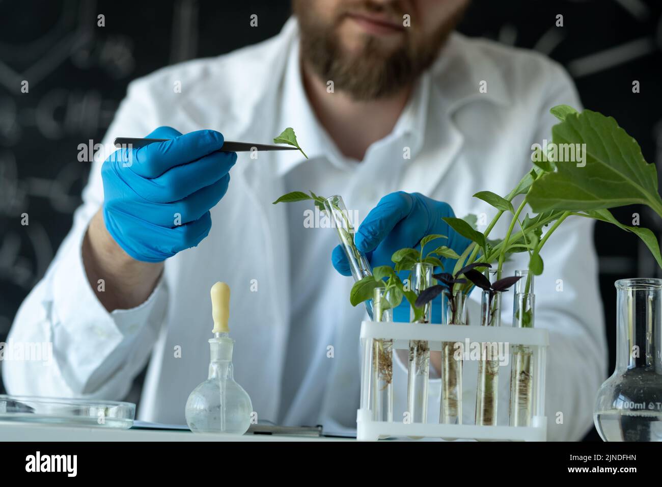 male microbiologist looking at a green plant in a test tube. Laboratory ...