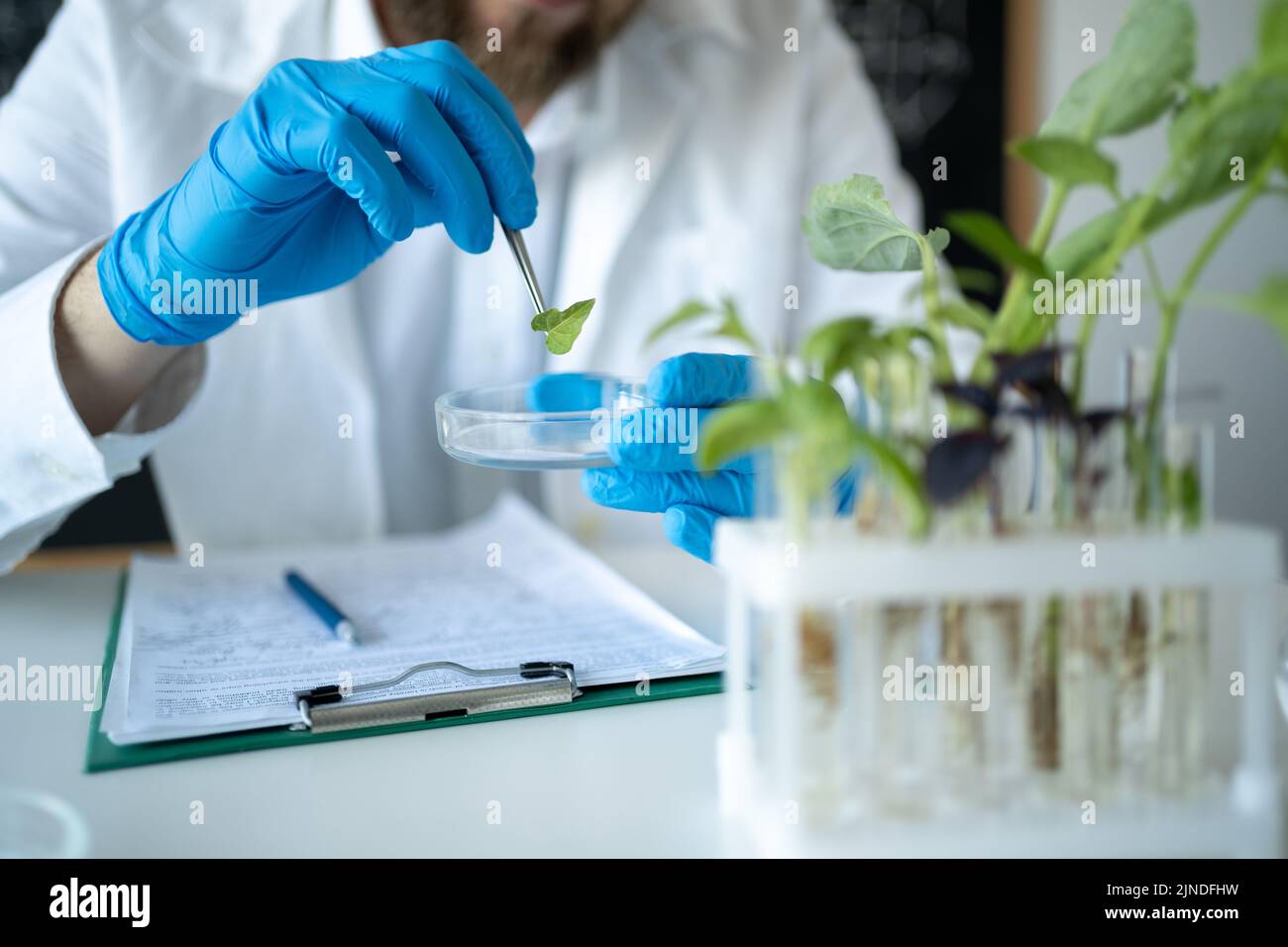 man examining green plant in laboratory, close up. Genetically modified ...