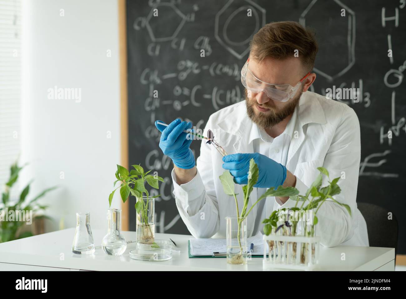Male microbiologist adding biological vitamins and minerals from a syringe to growing green ...