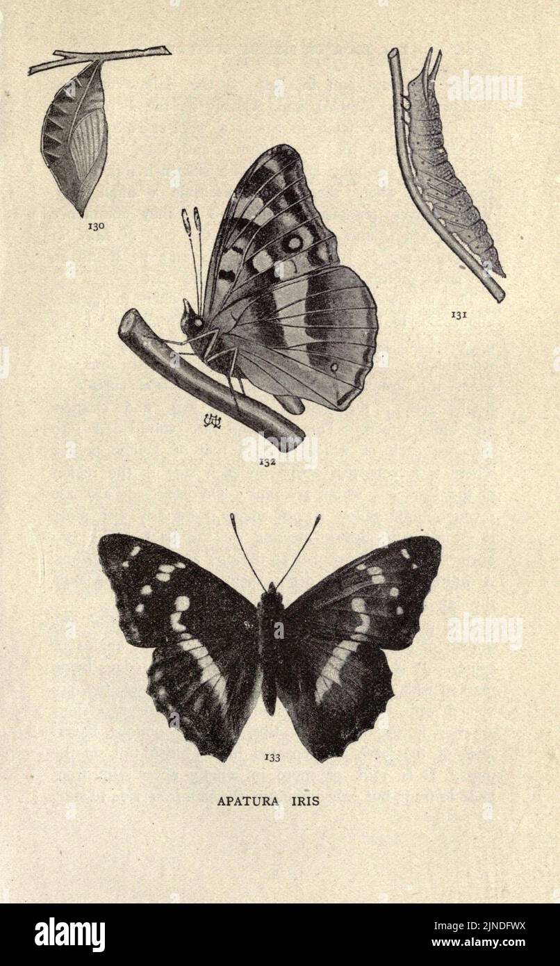 The book of British butterflies (Page 127 Stock Photo - Alamy