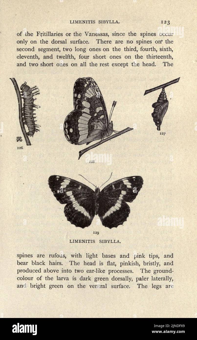 The book of British butterflies (Page 123 Stock Photo - Alamy