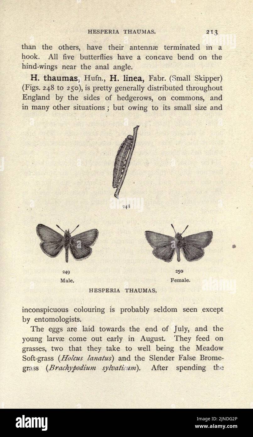 The book of British butterflies (Page 213 Stock Photo - Alamy