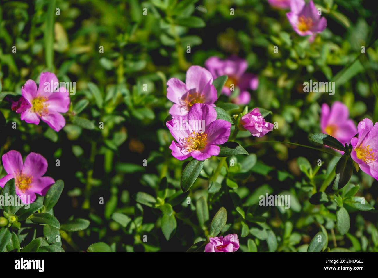 Purple flower of Purslane plant in the morning. Natural background ...