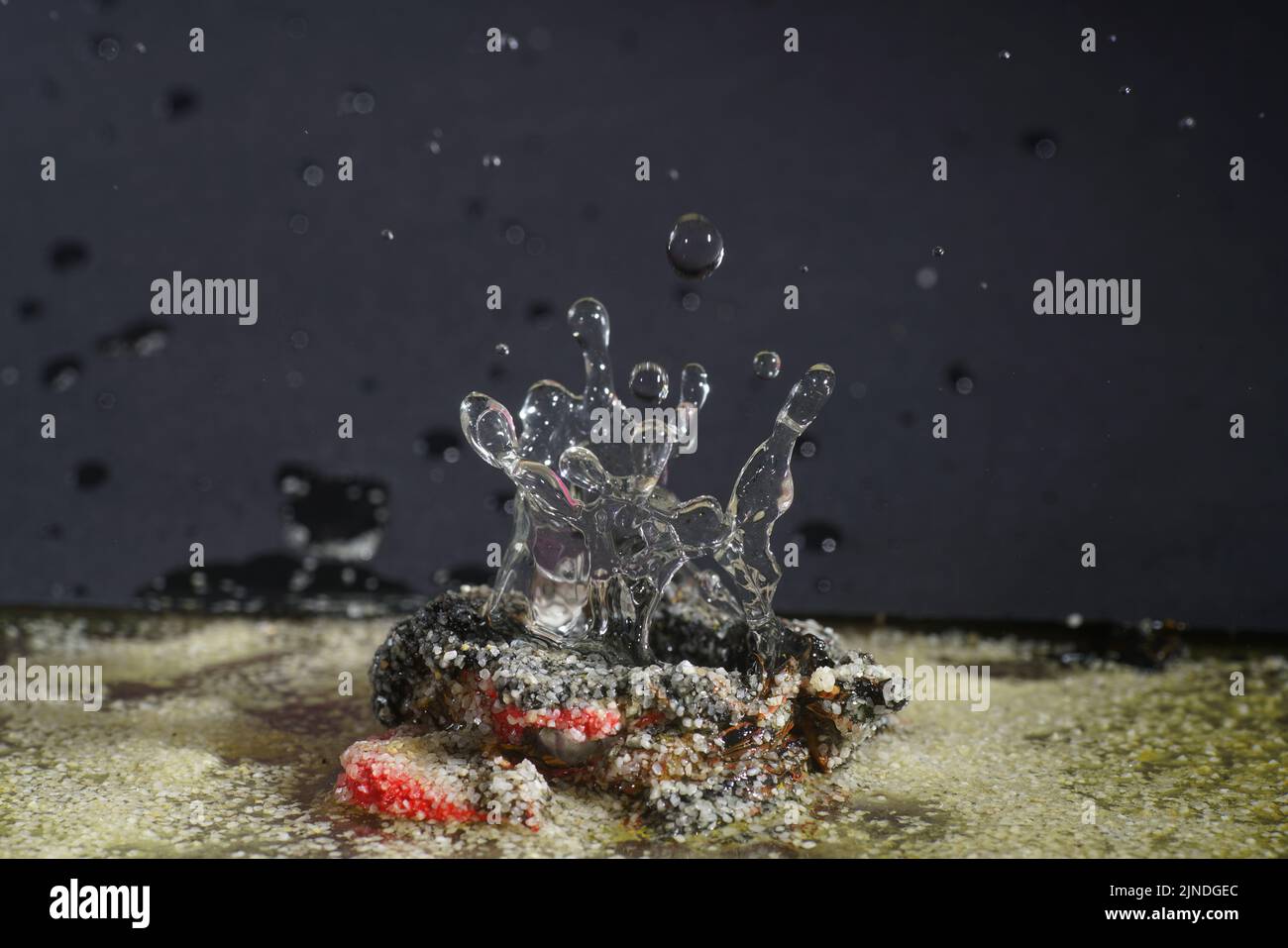 water with drops in bright colors and shapes Photographed in the studio ...