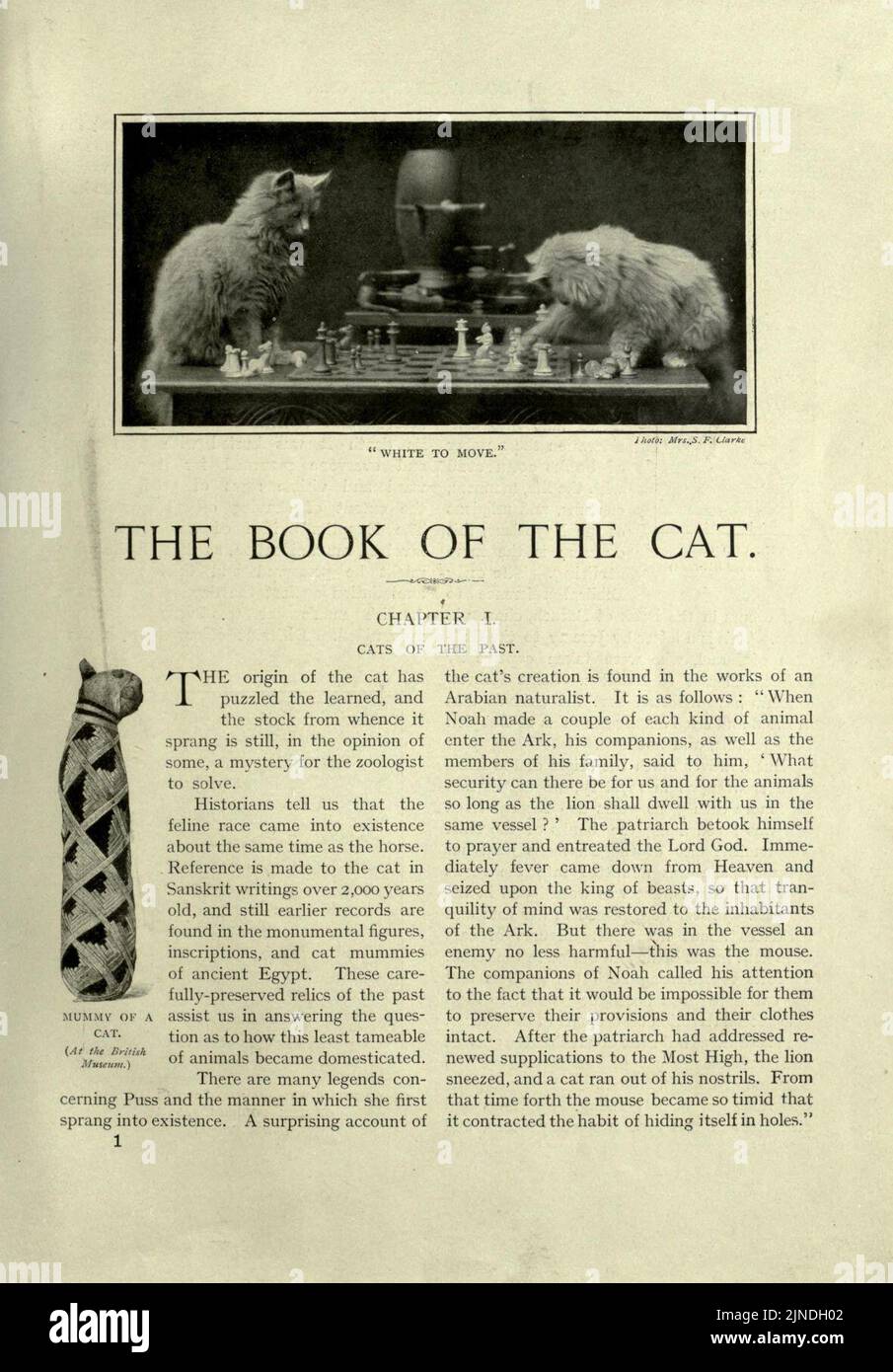 The book of the cat Stock Photo - Alamy