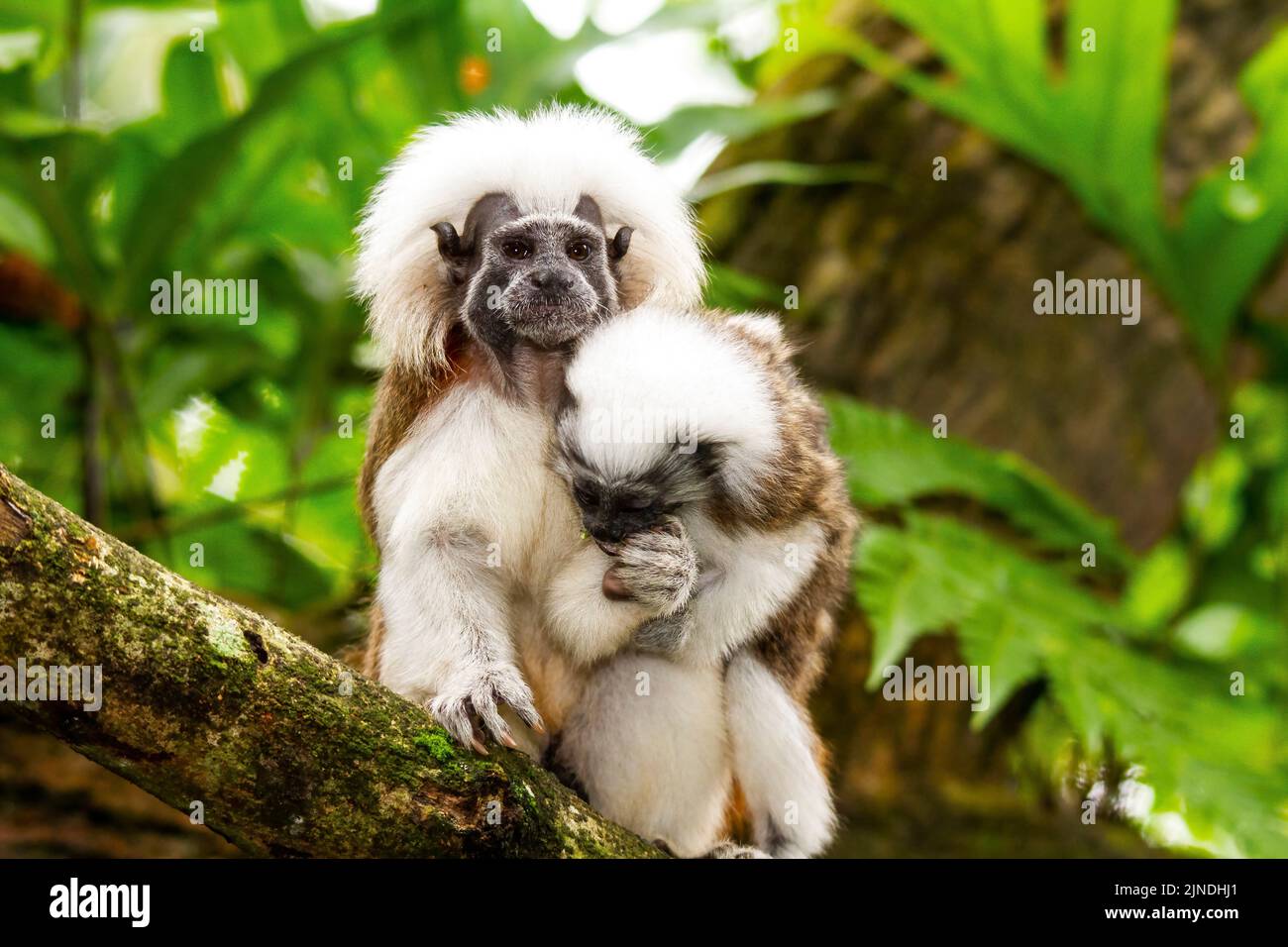Cotton on a tree hi-res stock photography and images - Alamy