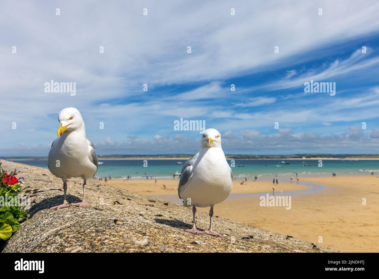 Two seagulls standing on a wall at St Ives in Cornwall, with Porthminster Beach in the ...