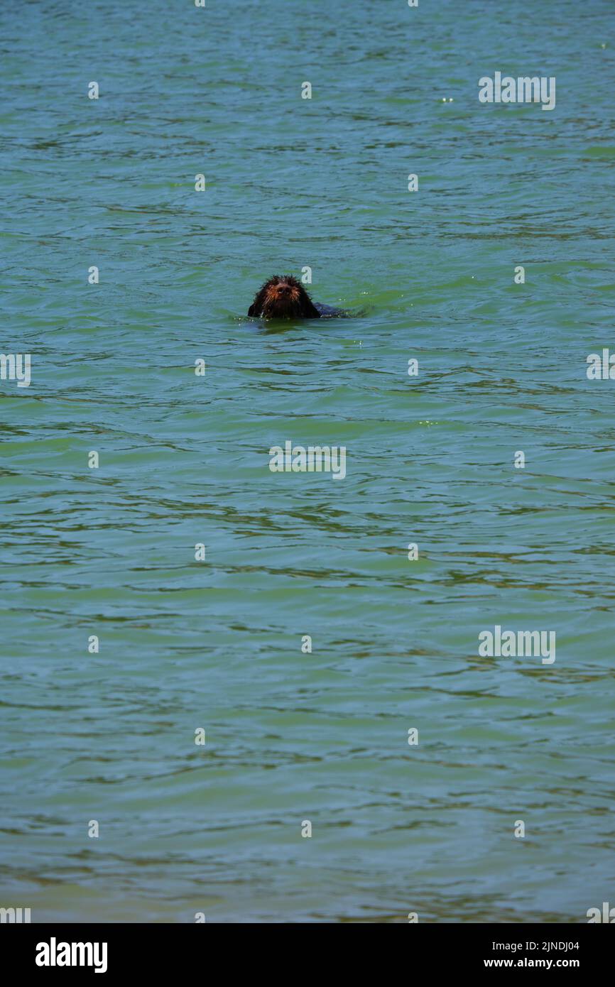 Dogs in nature at waterside outdoor Stock Photo - Alamy