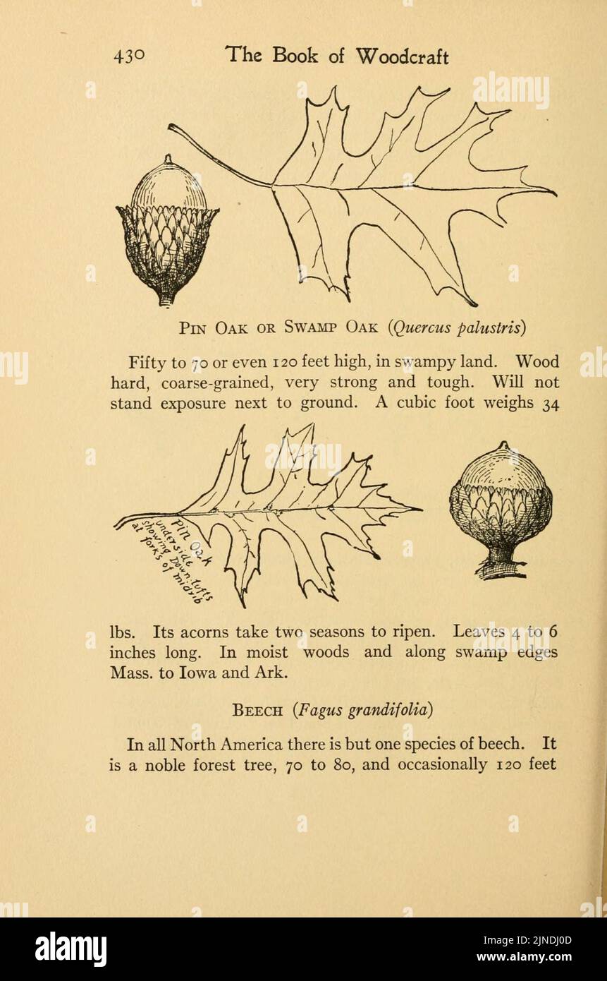 The book of woodcraft and Indian lore (Page 430 Stock Photo - Alamy